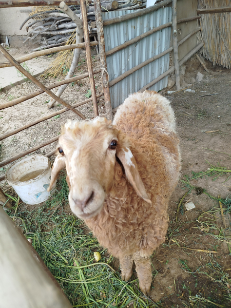 2 Кошкар сатылады