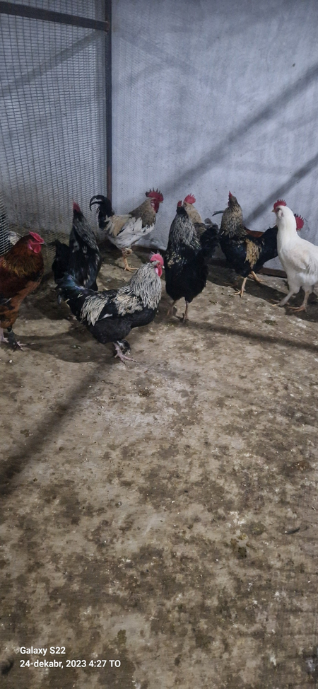 Sergili dehqon bozorida sotiladi tabiiy sharoitda boqilgan.