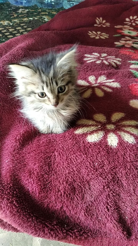 Отдам котят в добрые руки!