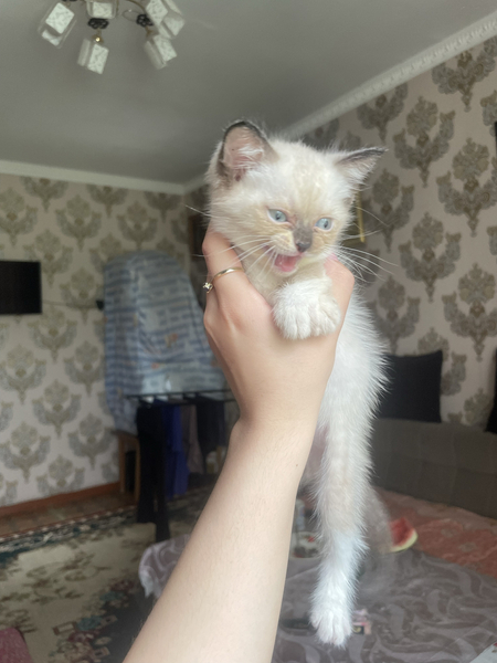 mushuklar sotiladi 1 yarim oylik narxi ikkisiga alohida