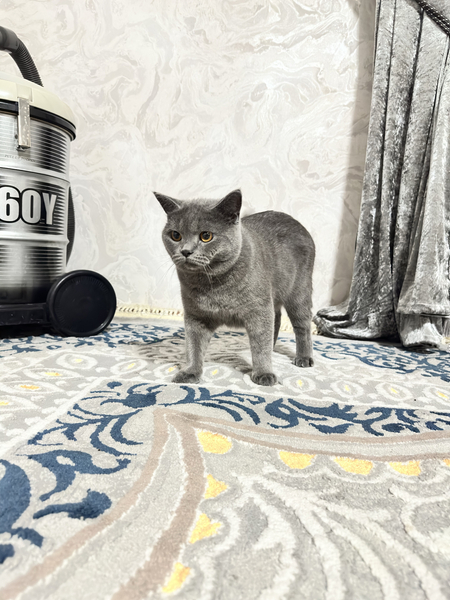 Кошки фолдь и страйт