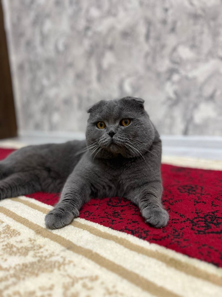 Кот на вязку Скотиш фолд