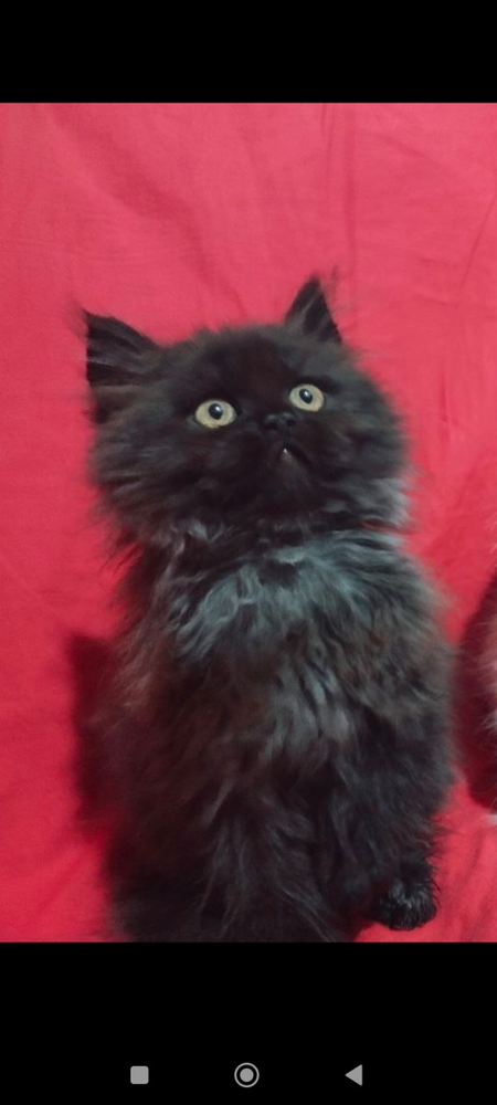 Продается котята 2 месяц.