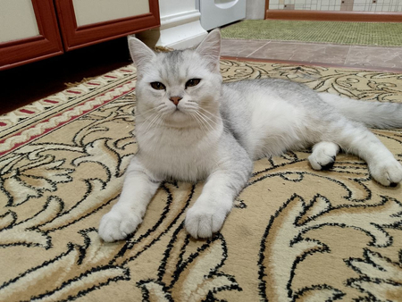 Qiz bola mushuk.