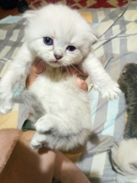 К продаже готовятся котята