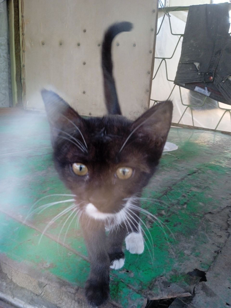 Отдам даром котят