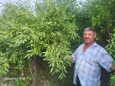Bodom sotiladi yaxshi sifatli kuchat