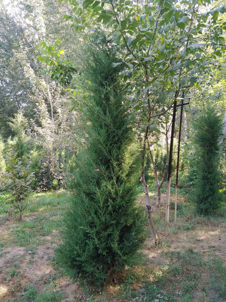 Арча кўчатлар сотилди. ФАҚАТ ОПТОМГА