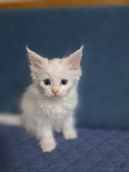 Продаётся котёнок