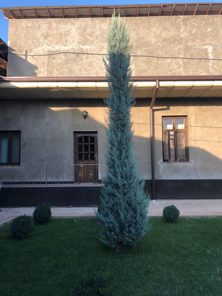 Arizonka kipares italianskiy