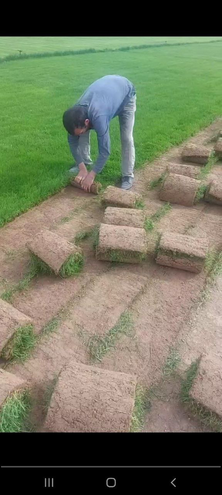 Газон Gazon Oптам