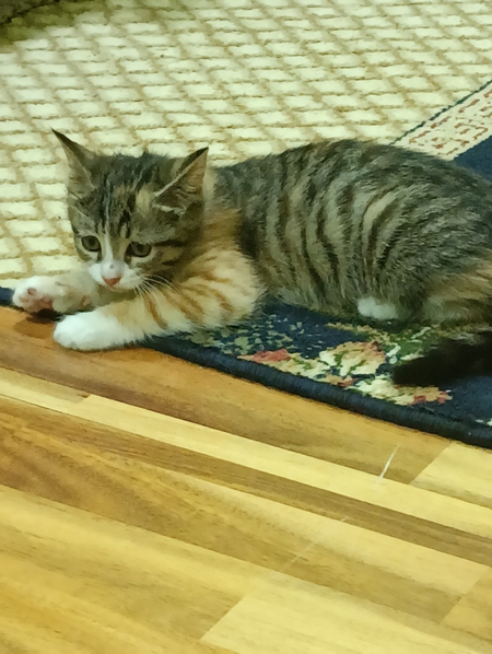 Домашние котята.