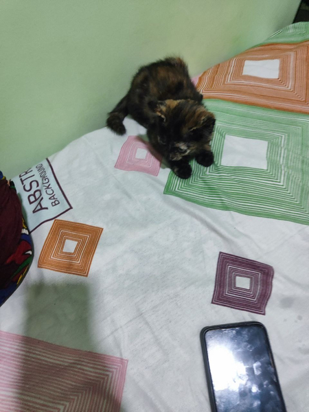 Отдаем котят в добрые руки.