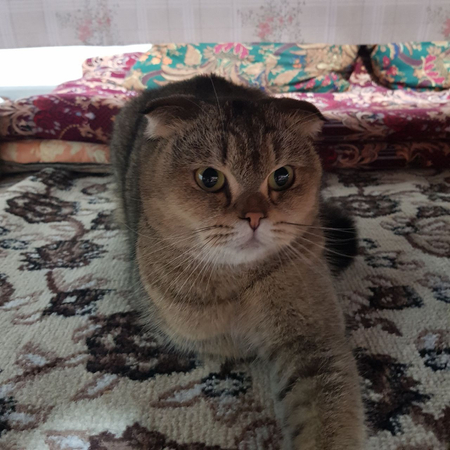 Кошка скоттиш фолд связка девочка