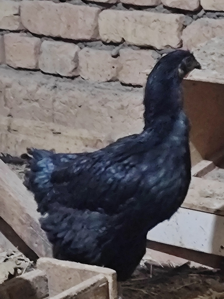 Продаются индюки