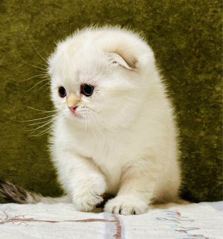 Серебристая шиншилла.