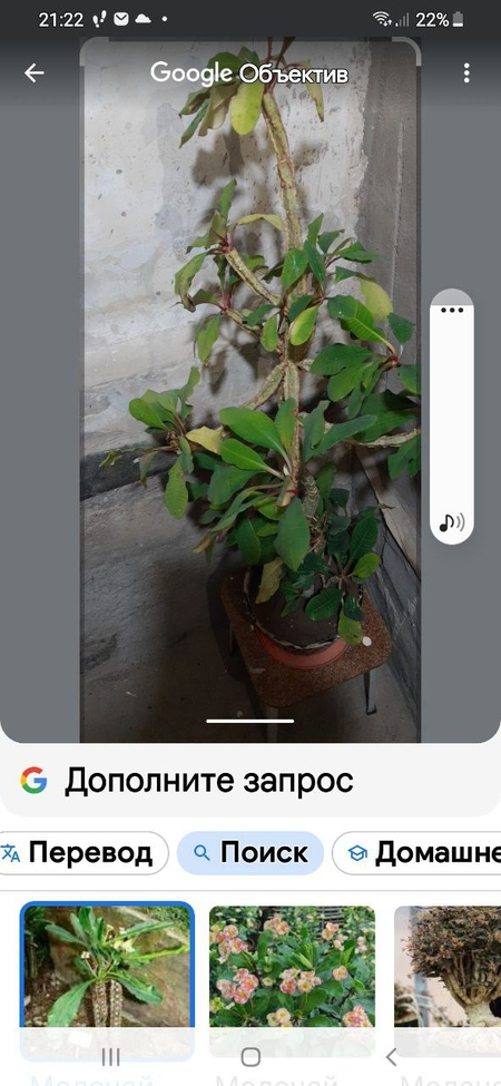 Малочай беложильчатый