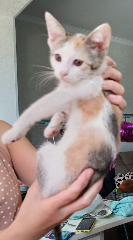 Котята в любящие руки