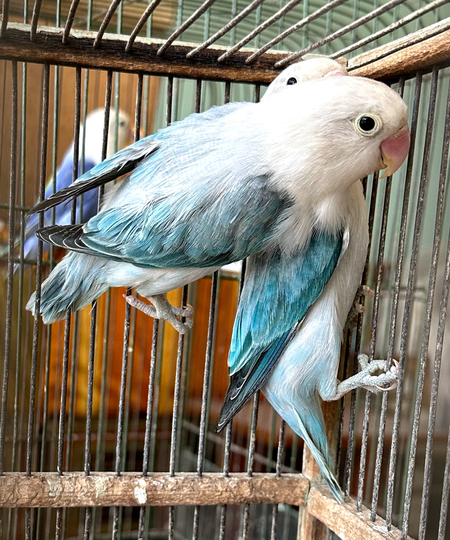 Blue euwing opaline(Tiffany) не пара (одногнездки)