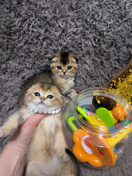 Котята от правильной вязки