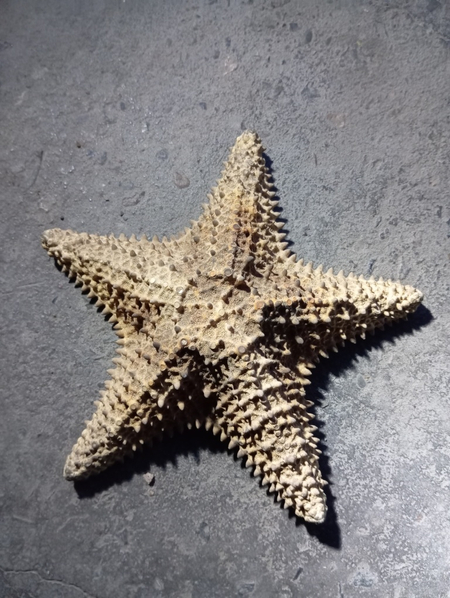 Продам Настоящую Морскую Звёздочку.