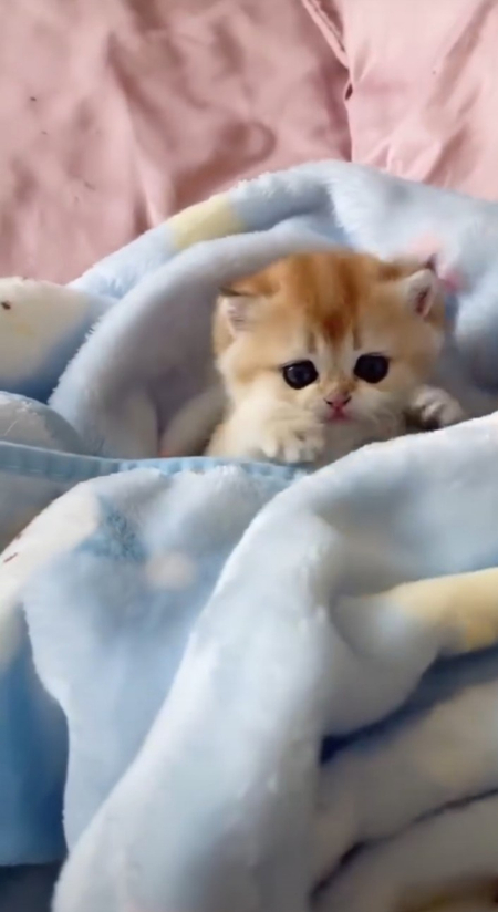 Передержка кошек и котов