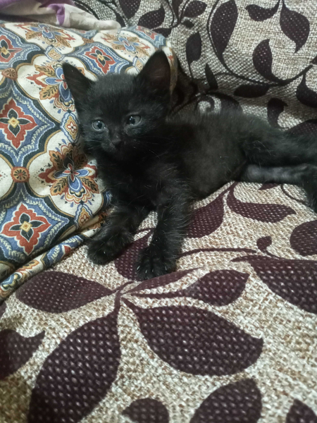Отдам бесплатно котят.