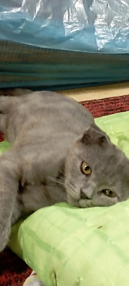 Вислоухий котёнок
