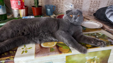 #вязка Опытный кот  приглашает невесту