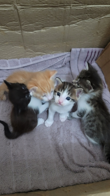 Отдам котята срочно