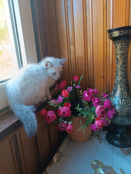 Тайский котёнок!