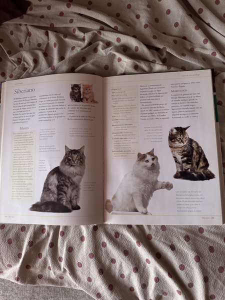 Книга на испанском языке Кошки от А до Я