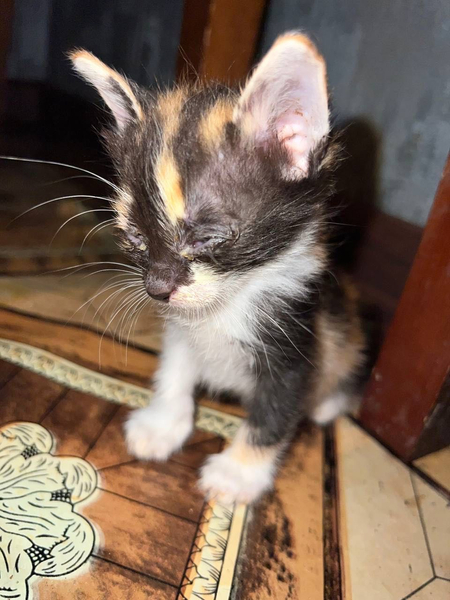 Бесплатно котята в добрые руки