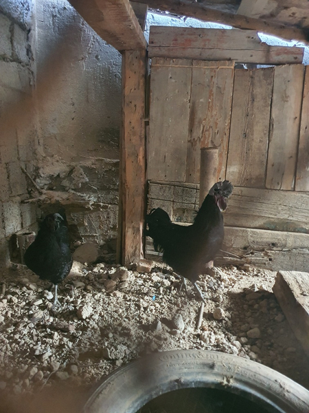Продам пару кур Ухейлюй