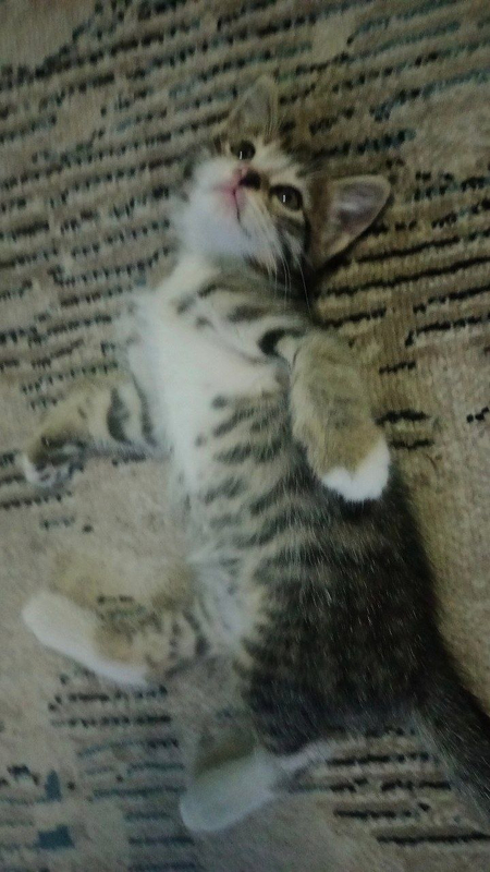 Отдам котят в хорошие руки