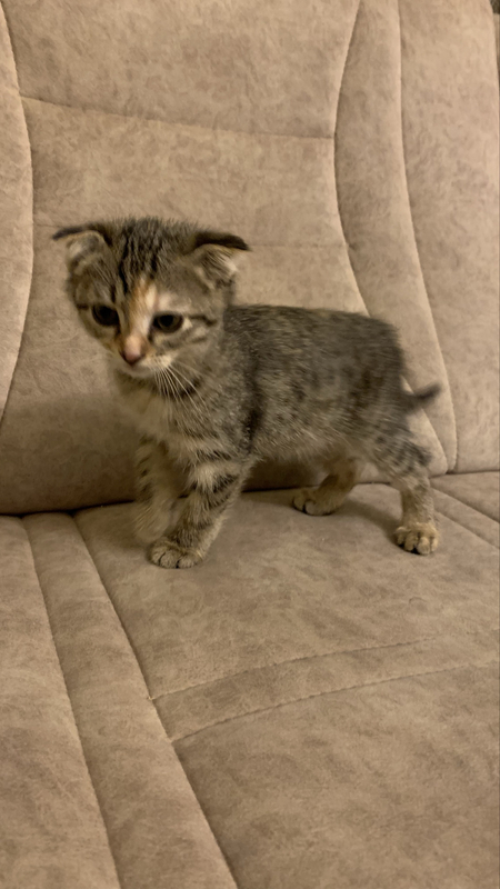Котёнок 1,5 месяц