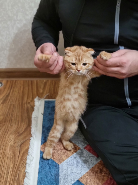 Скотиш мушукча сотилади