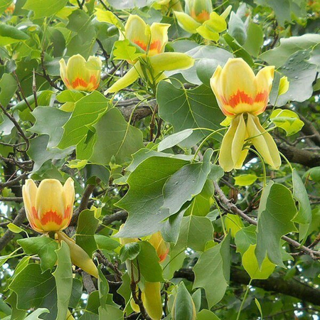 Lola daraxti kochati