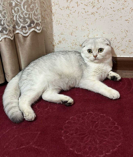shinshilla fold Шиншилла фолд