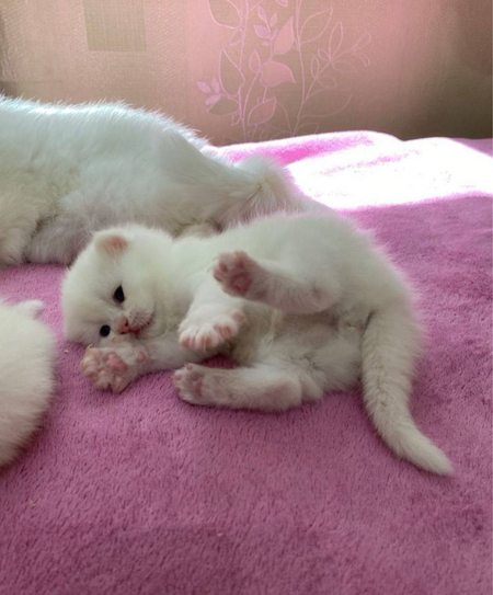 Продается котёнок