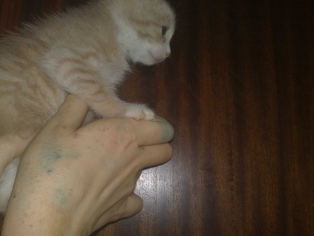 Британец кремового окраса, 2 месяца