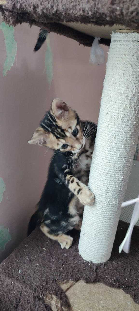 Бенгальский  котёнок