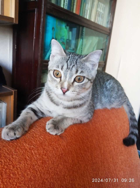 Котята в добрые руки! Смотрите фото и другие объявления автора.