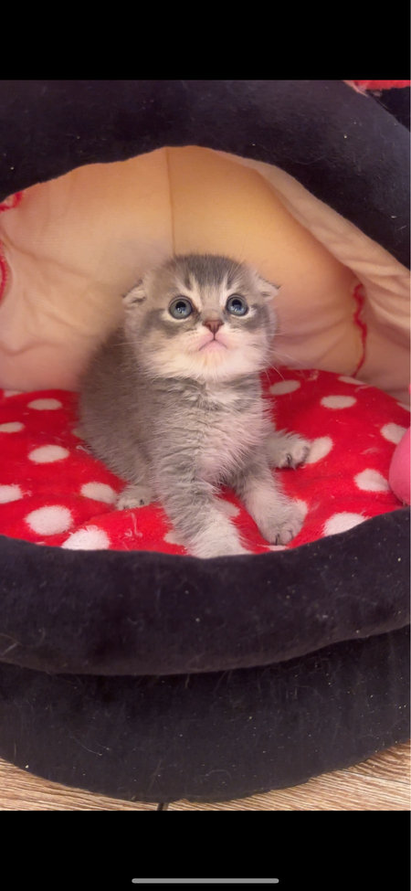 Скотиш фолд окрас серебро шиншилла