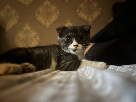 Шотландская кошка продаётся
