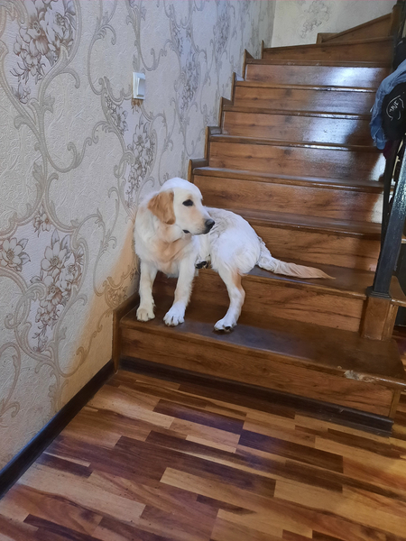 Гостинеца для животных