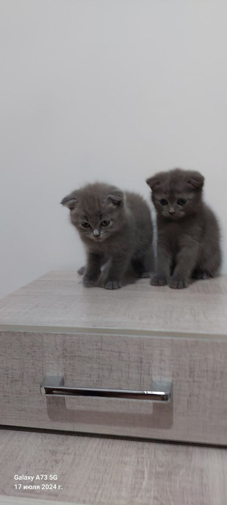 Продаётся мама кошка фолд и и котята фолд и страйт