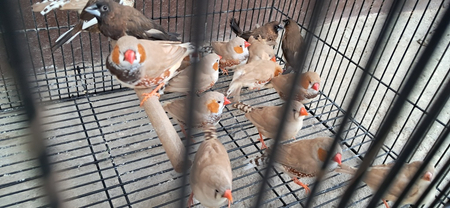 Продаются зебровые амалины