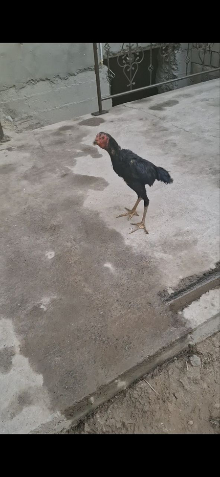 6 oylik jujaxuroz