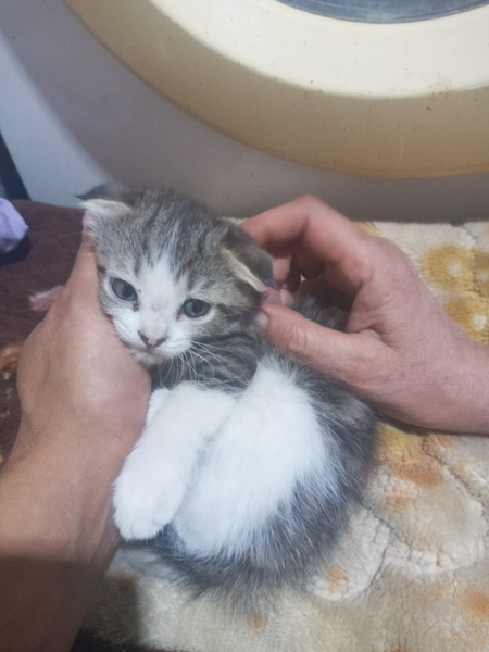 Продаются котята , шотланские вислоухие и бенгальские остроухие,